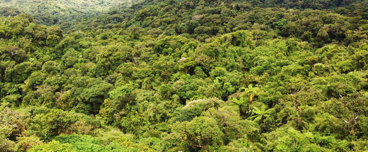 Defending Northwest Panay Peninsula Natural Park: An Urgent Call to ...